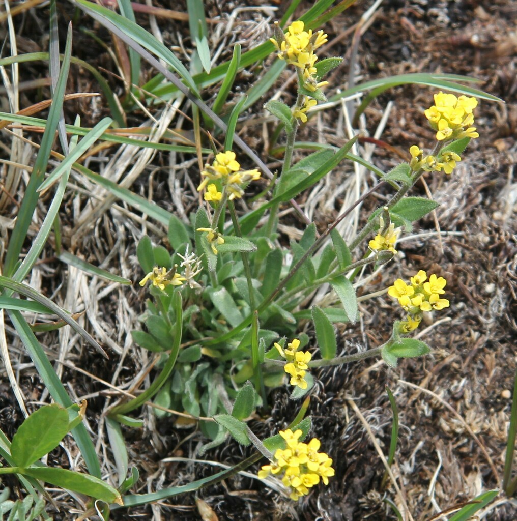 Golden Draba from Clear Creek County, CO, USA on July 27, 2013 at 10:16 ...