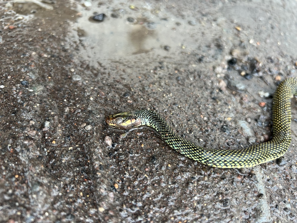 Speckled Racer from Calle Benito Juárez, Tepic, Nay., MX on January 8 ...
