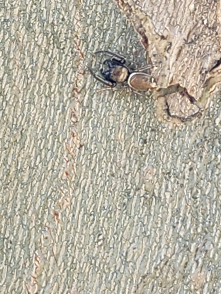 Leaf-beetle Jumping Spiders on January 9, 2025 at 11:47 AM by ani1here ...