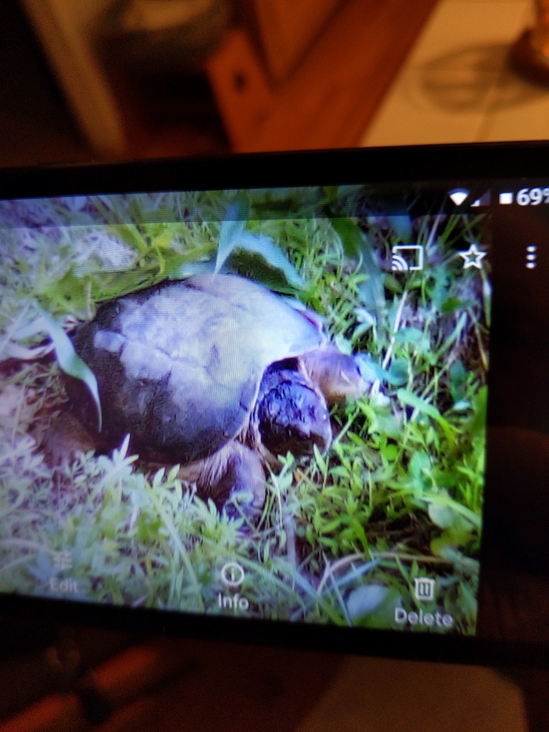 Common Snapping Turtle from Heritage Village, Southbury, CT 06488, USA ...