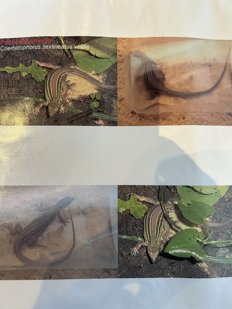 Prairie Racerunner from Jasper County, IN, USA on July 8, 2003 at 02:45 ...