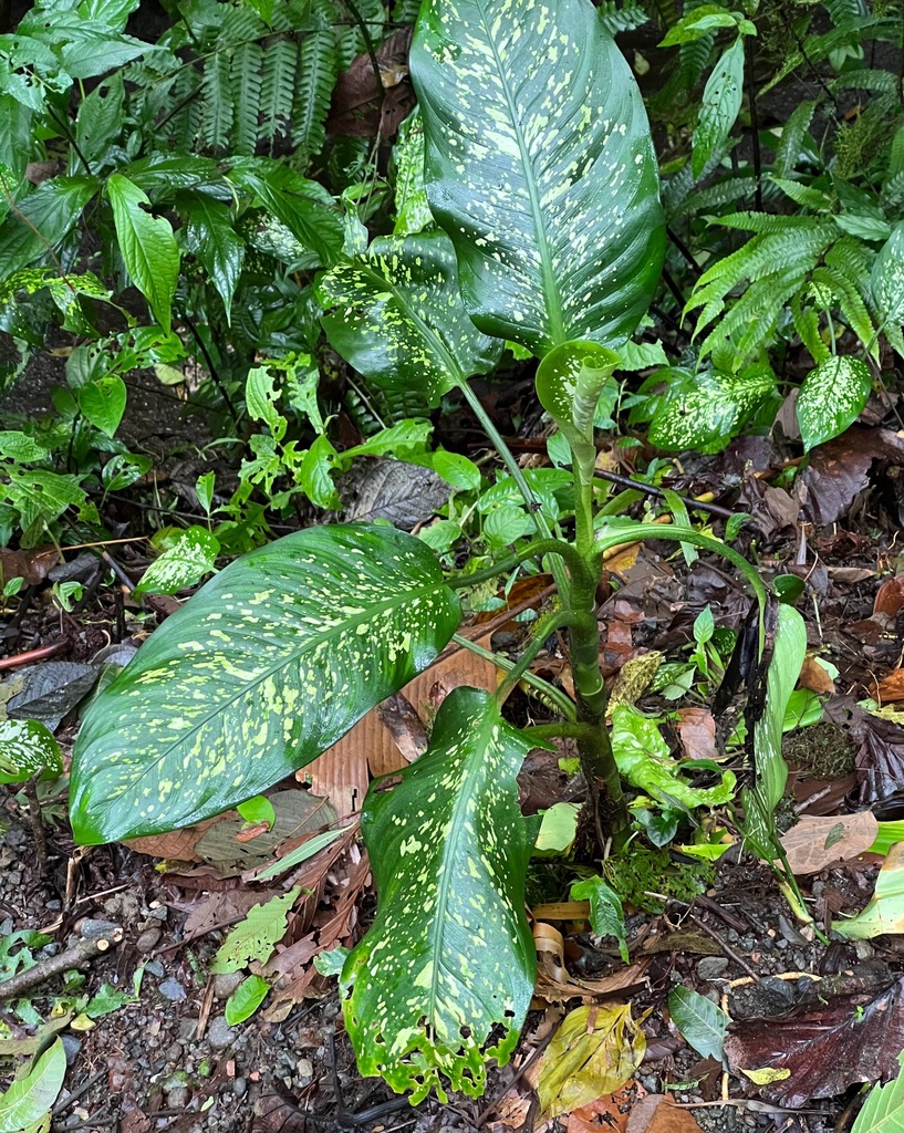 tuftroot from Alajuela Province, San Carlos, Costa Rica on December 8 ...
