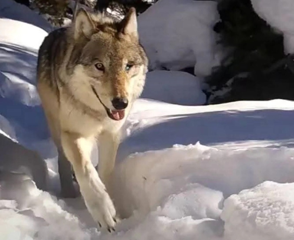 Gray Wolf in November 2023 by Jeffrey T Reed. The howl of 907F, one of ...