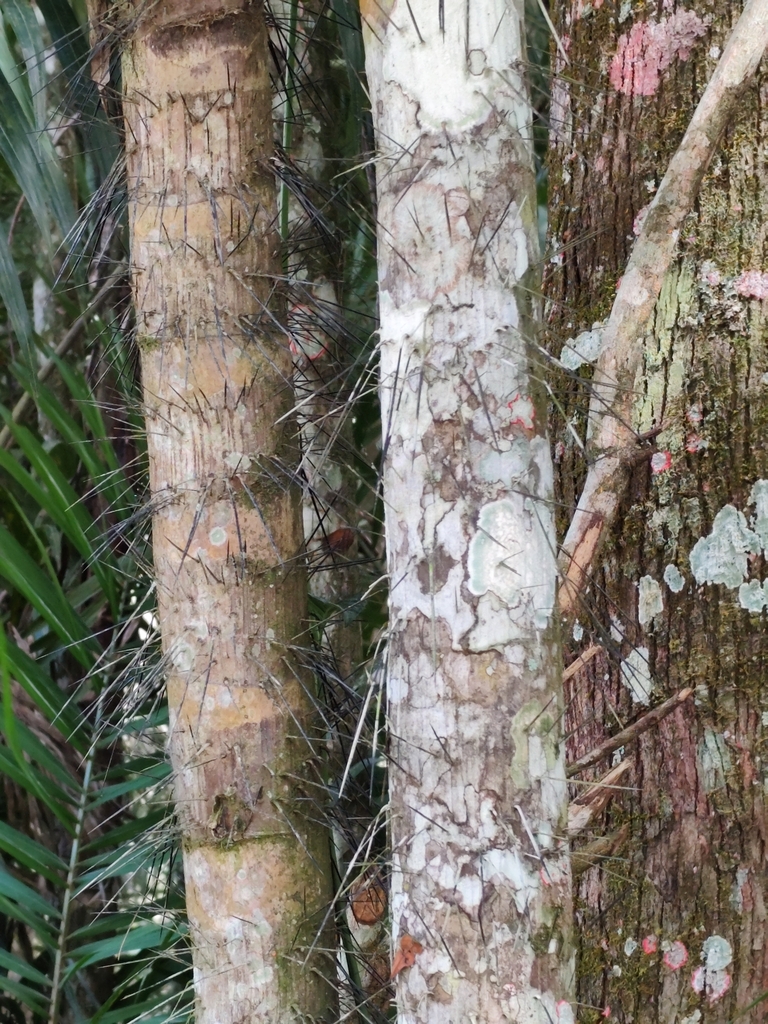 Prickly palm in January 2025 by Martin Reith · iNaturalist