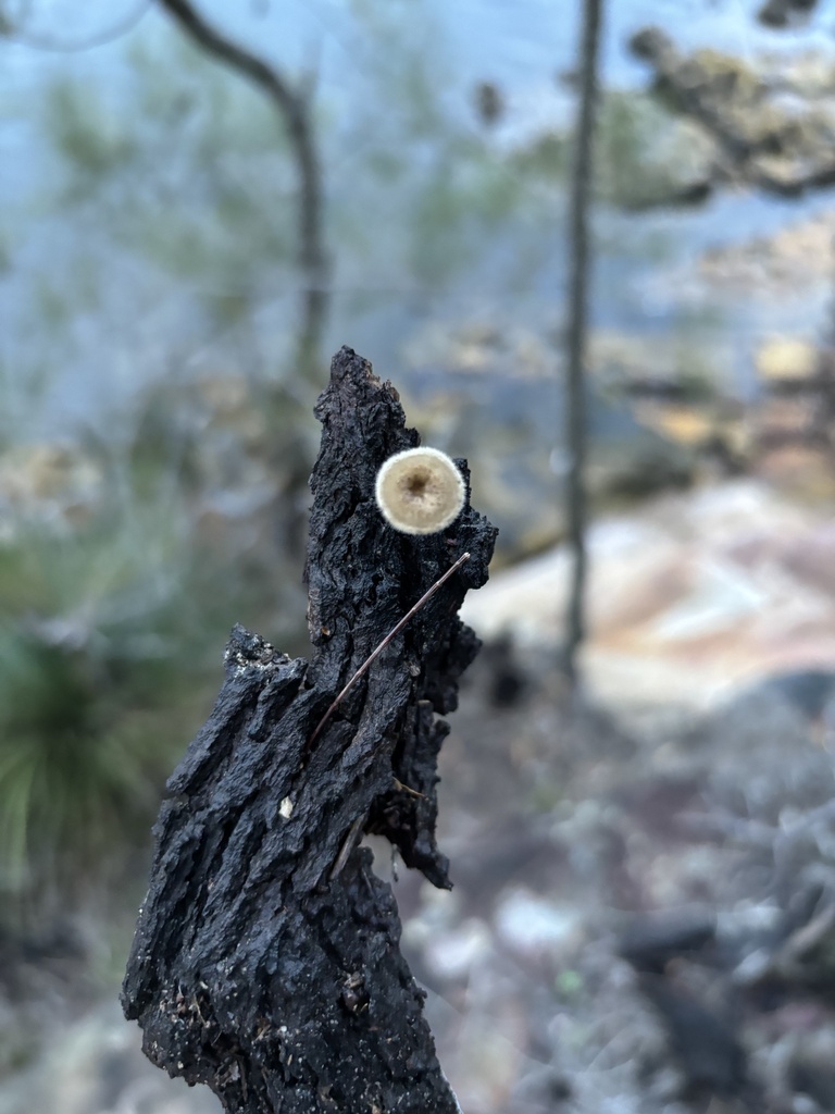 Spring Polypore from H.D. Robb Reserve, Middle Harbour, NSW, AU on ...
