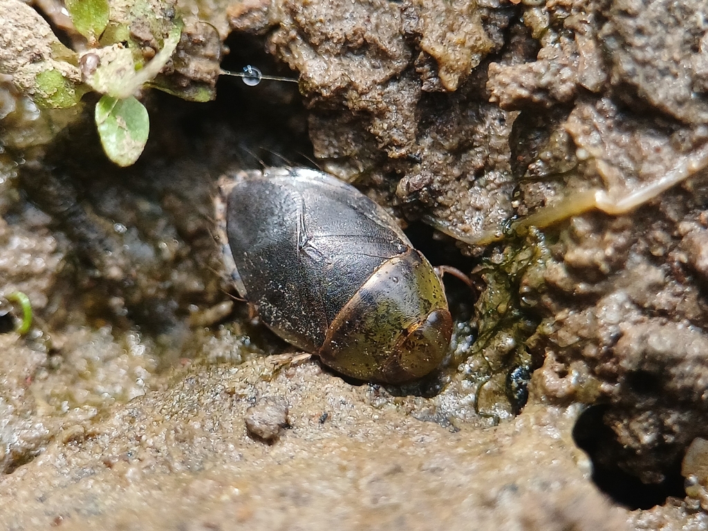 Alligator Fleas from Ancón, Provincia de Panamá, Panamá on January 9 ...