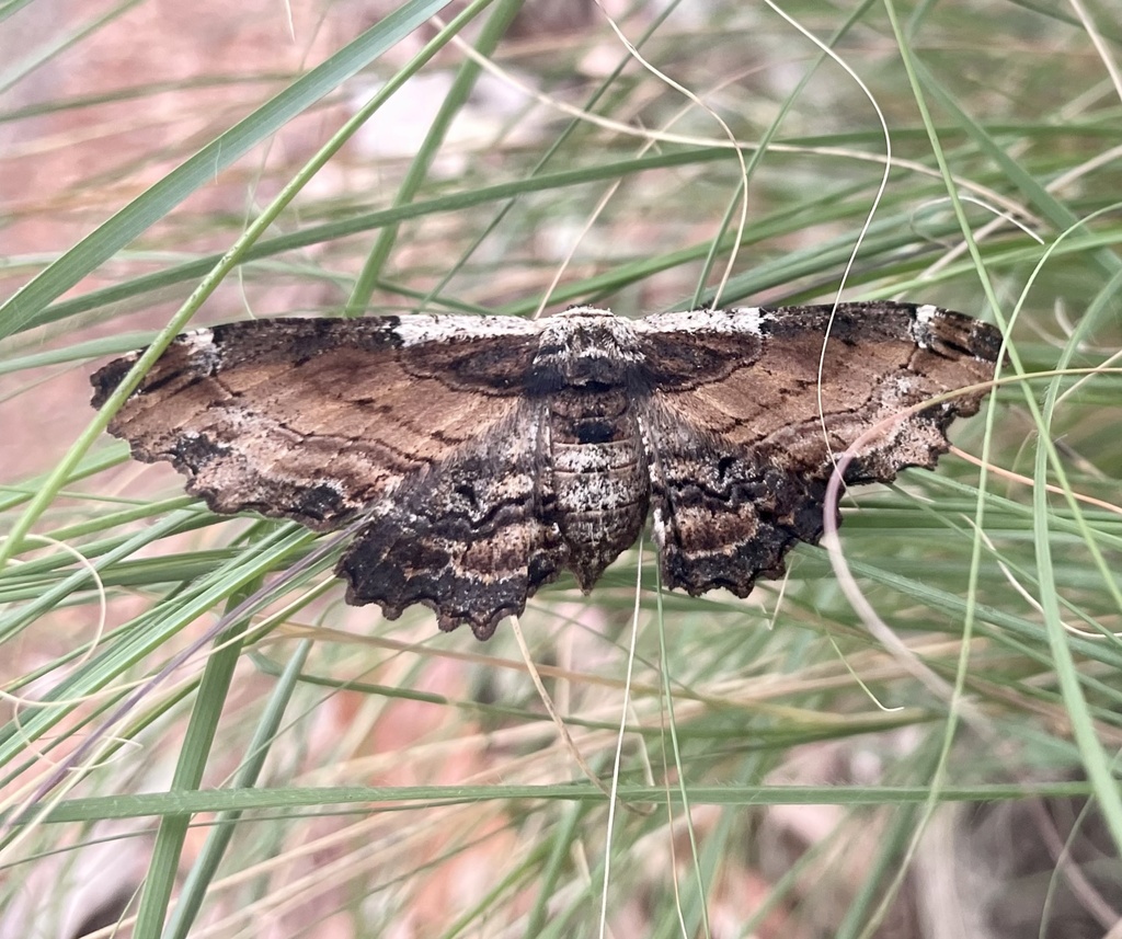 Sinister Moth from Petterd St, Page, ACT, AU on January 10, 2025 at 07: ...