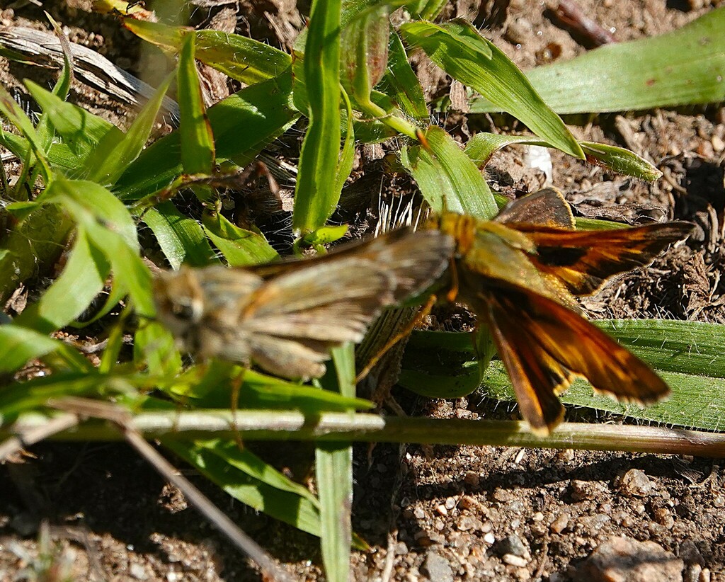 Huron Sachem from East Shore, New Haven, CT 06512, USA on September 17 ...