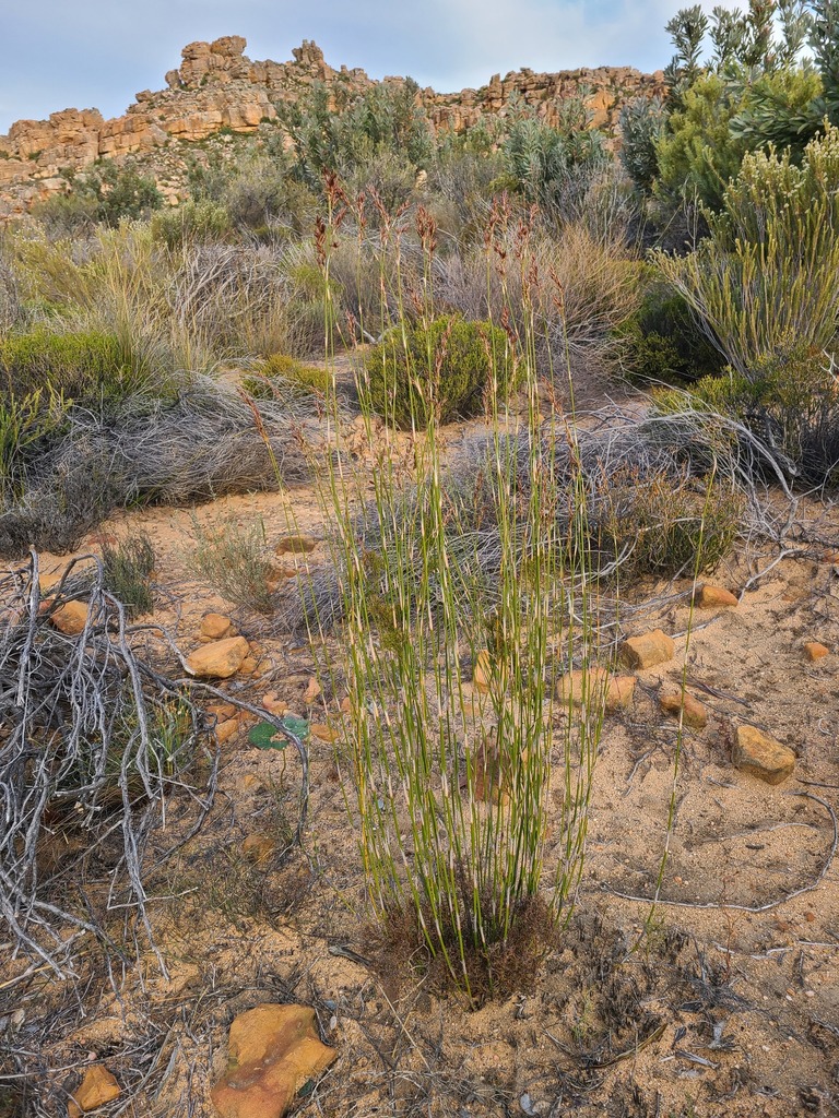 Restiads from Cederberg West Coast District Municipality, South Africa ...