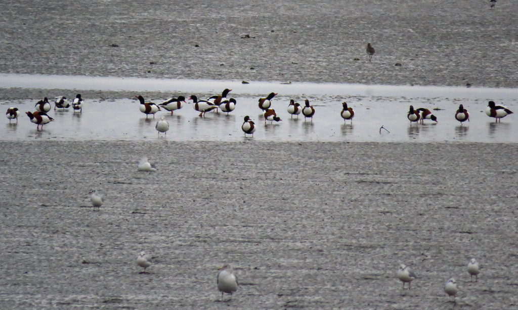 Common Shelduck from Büsum, Germany on January 09, 2025 by Annkatrin ...