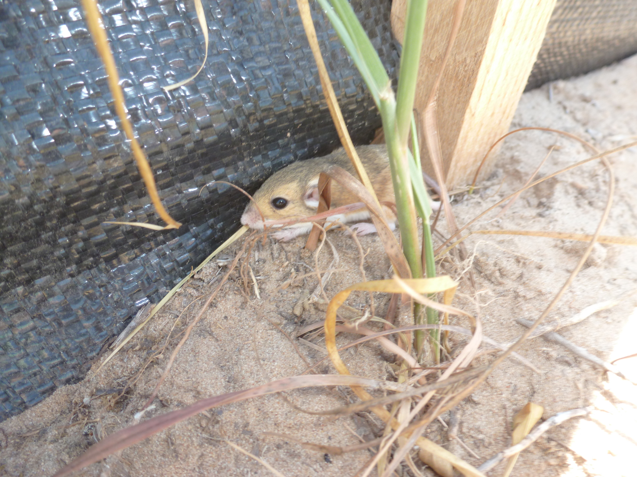 Perognathus merriami J.A.Allen, 1892