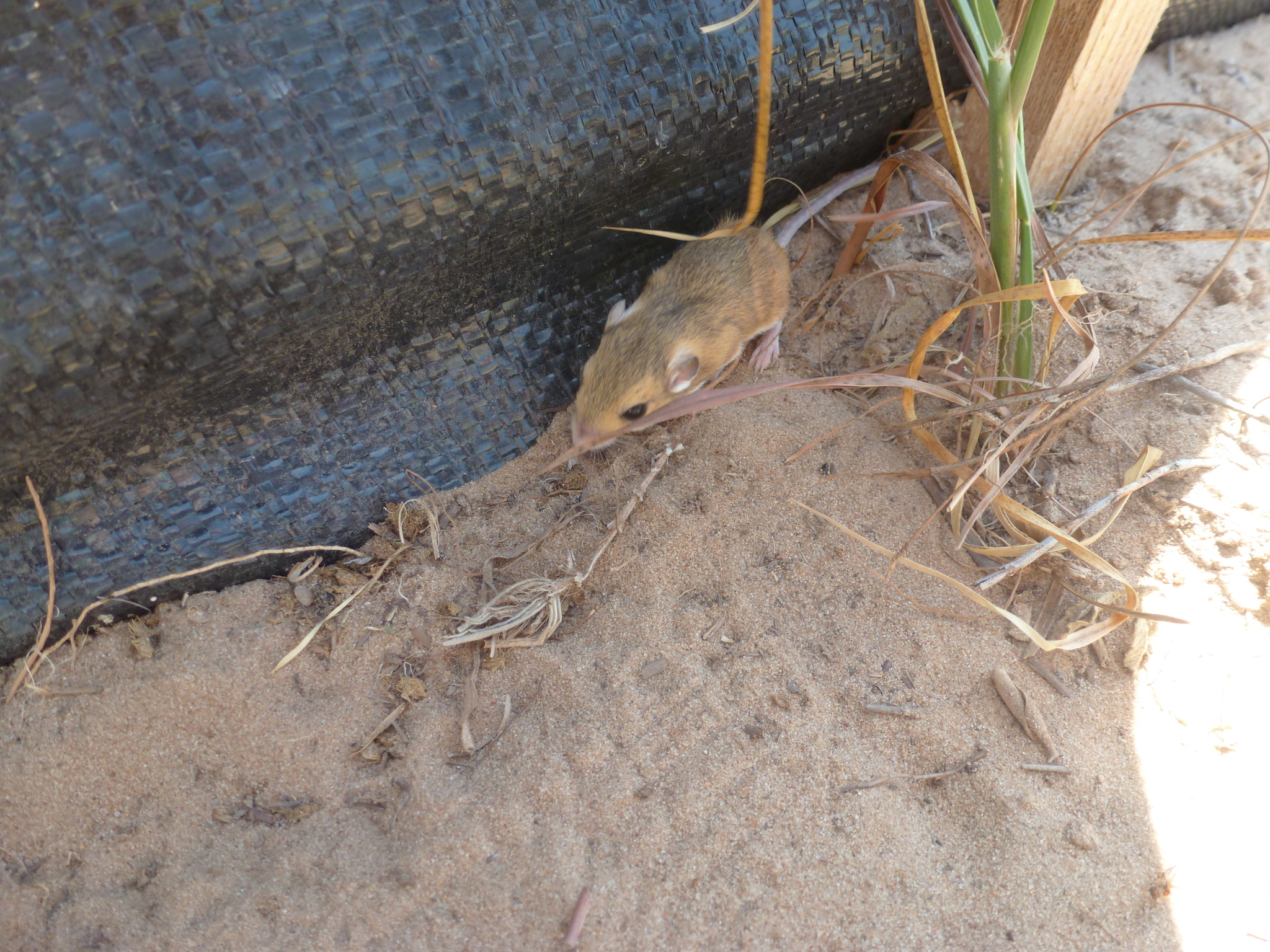 Perognathus merriami J.A.Allen, 1892