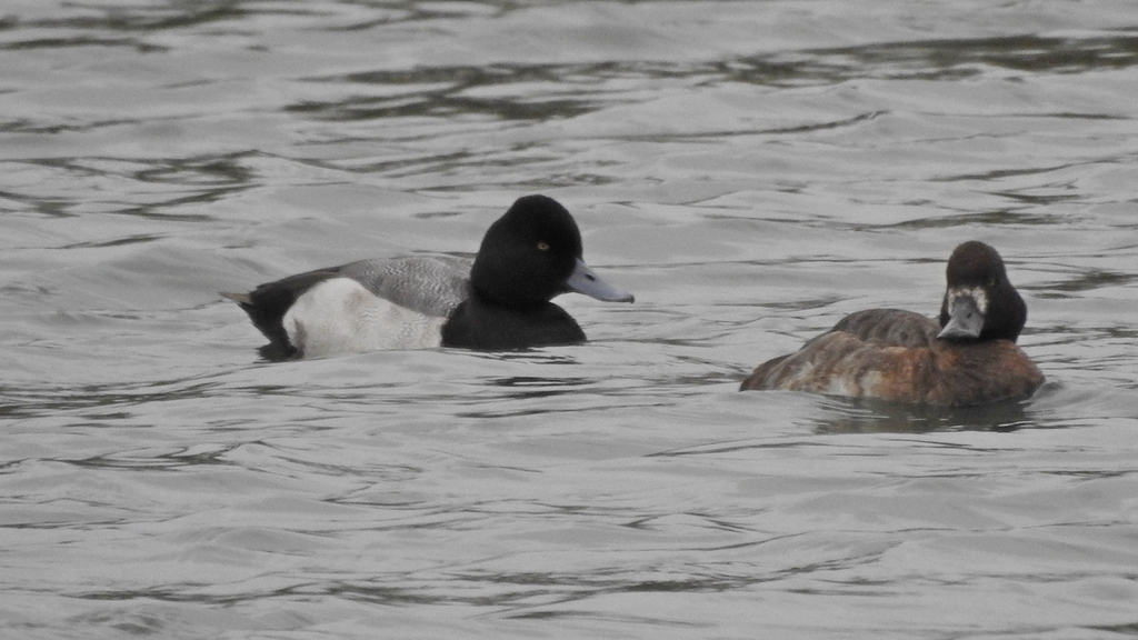 Lesser Scaup from Kleberg County, TX, USA on January 8, 2025 at 03:30 ...