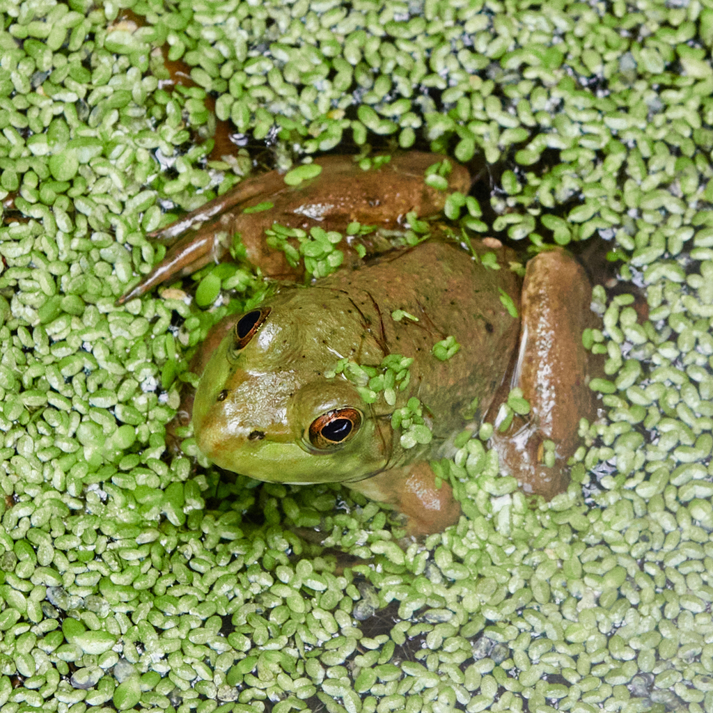 American Bullfrog from University of Washington, Seattle, WA, USA on ...