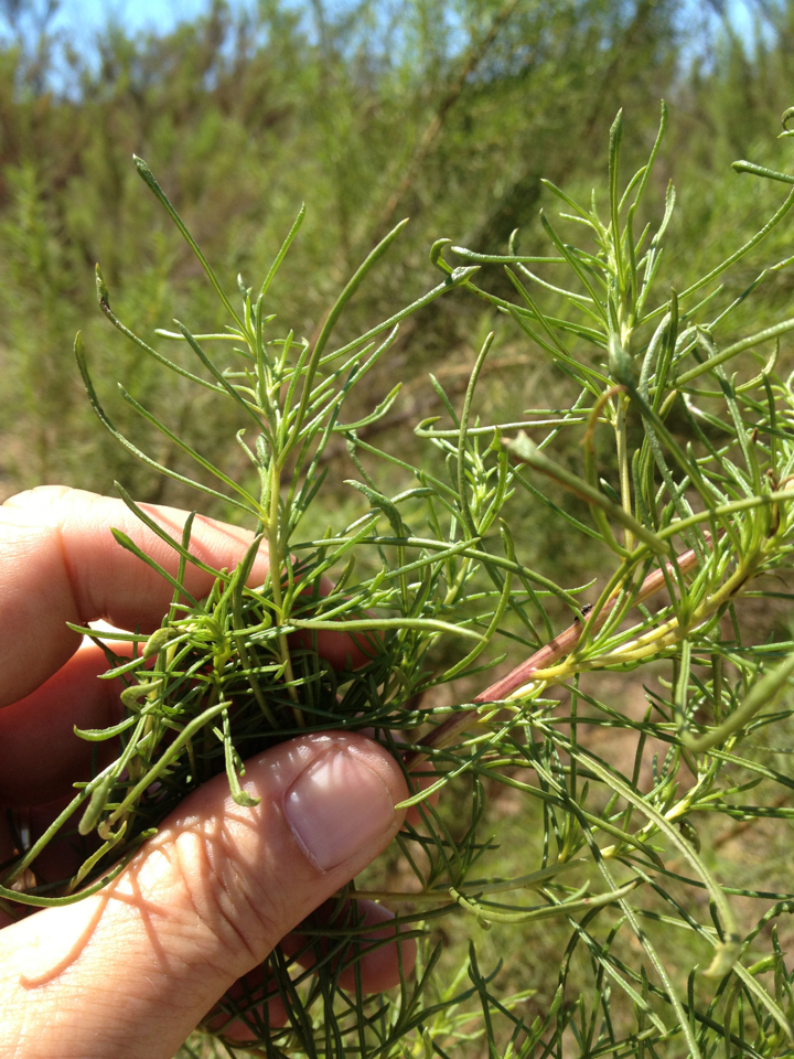 Cheesebush (Plants of Lake Mead National Recreation Area) · iNaturalist