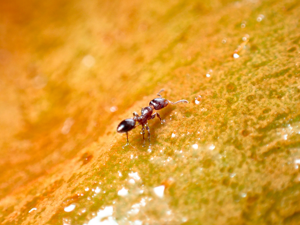 Muscular Ants from Strickland State Forest, Somersby NSW, Australia on ...
