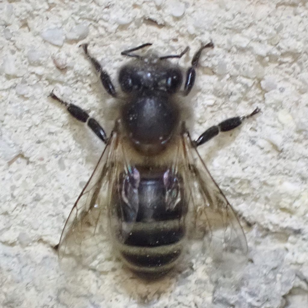 Western Honey Bee from 29200 Antequera, Málaga, Spain on January 9 ...