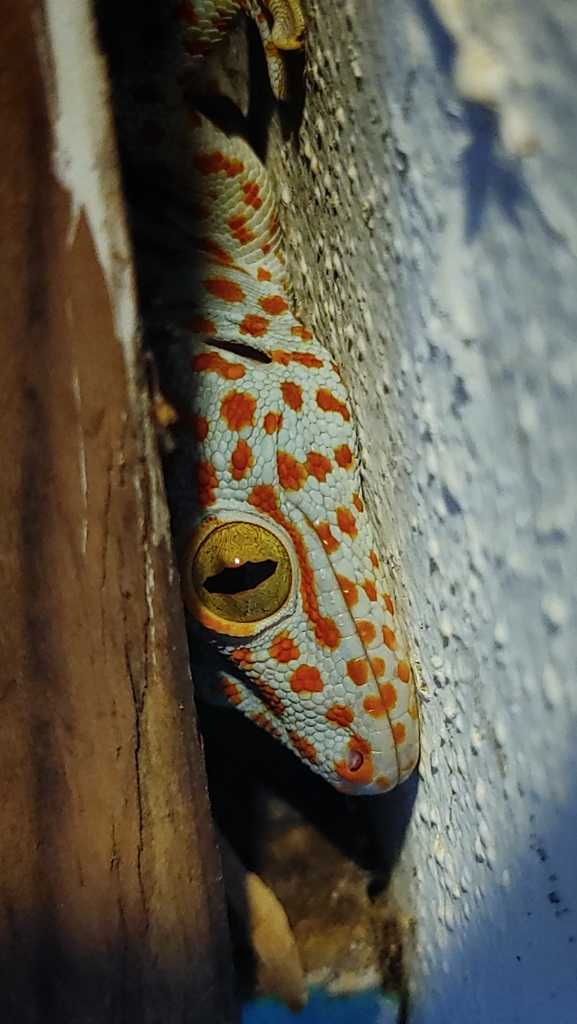 Tokay Gecko from Key Largo, FL 33037, USA on August 16, 2024 at 07:43 ...