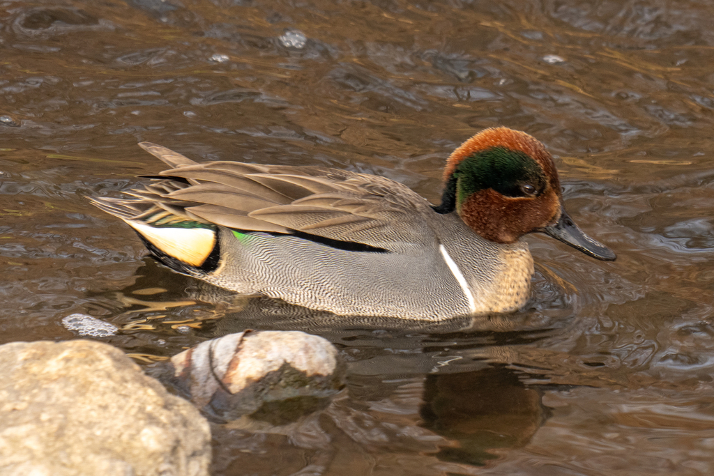Green-winged Teal from Fruitdale, Wheat Ridge, CO 80033, USA on January ...