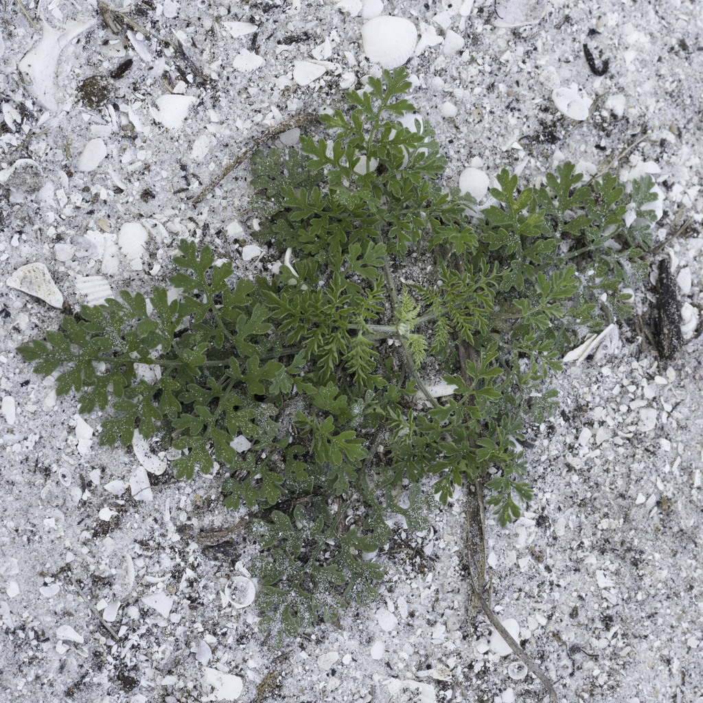 common ragweed from Sarasota, FL, USA on January 5, 2025 at 10:25 AM by ...
