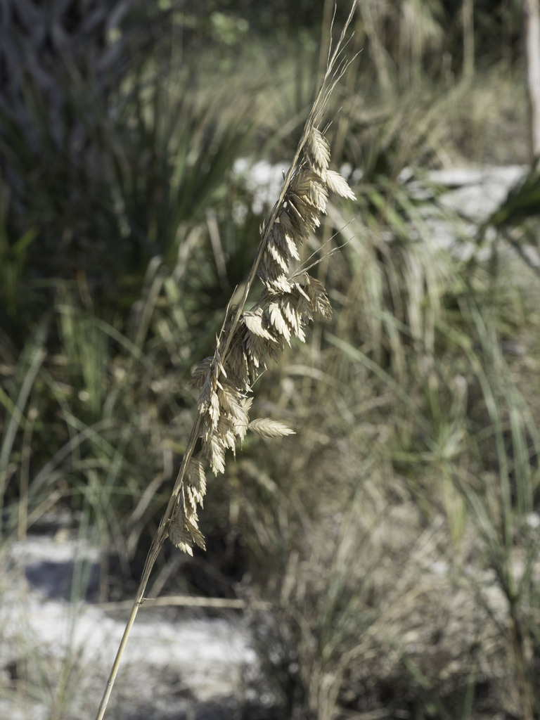 sea oats from Sarasota, FL, USA on January 5, 2025 at 10:44 AM by Dan ...