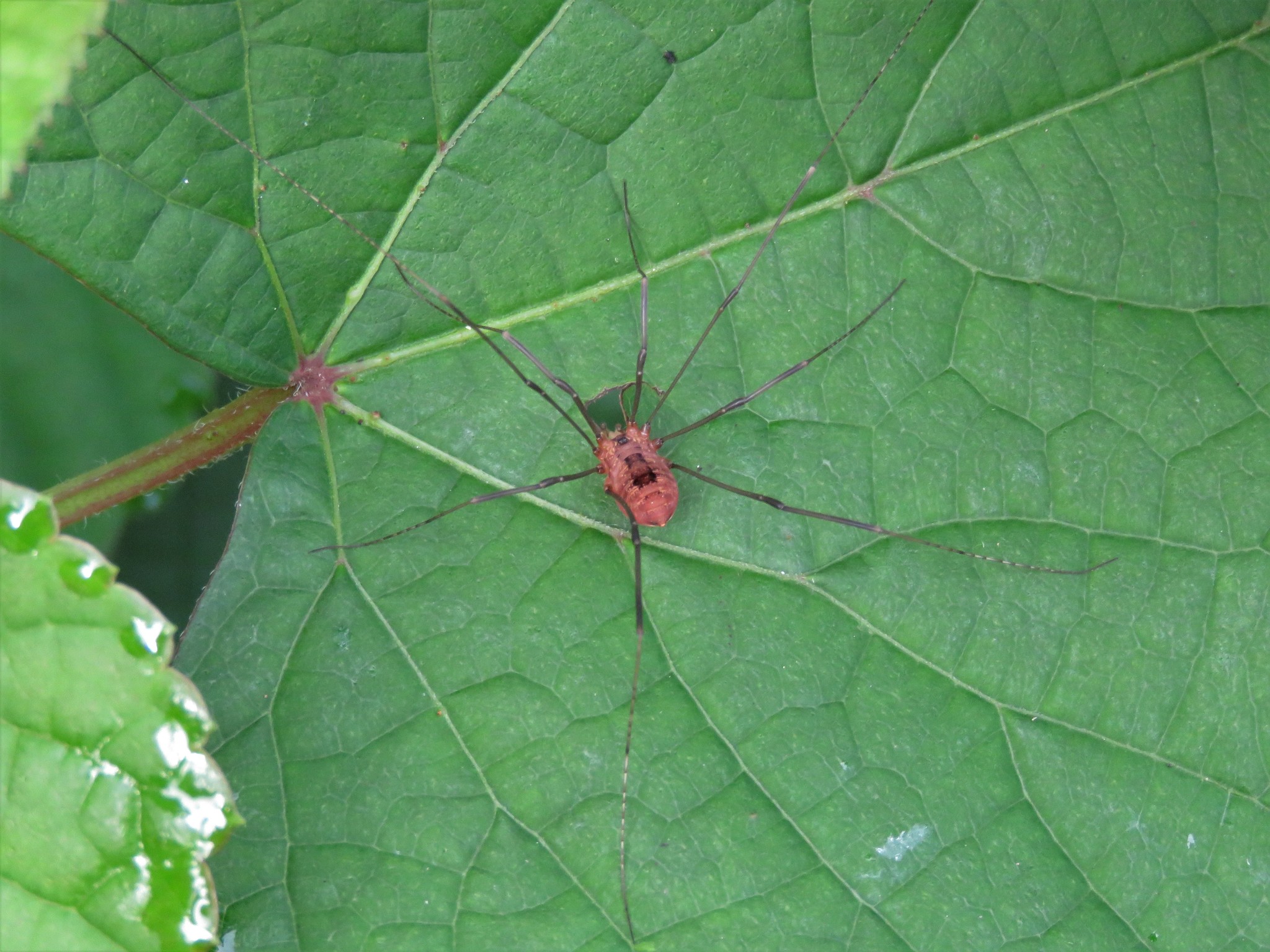 Leiobunum politum Weed, 1889