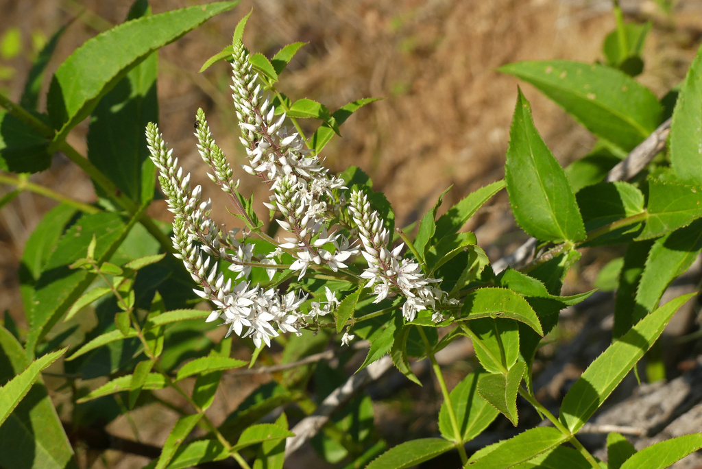 derwent speedwell from Cudgewa VIC 3705, Australia on December 28, 2024 ...