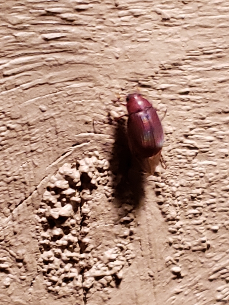 Asiatic Garden Beetle from Herndon, VA 20194, USA on July 26, 2019 at ...
