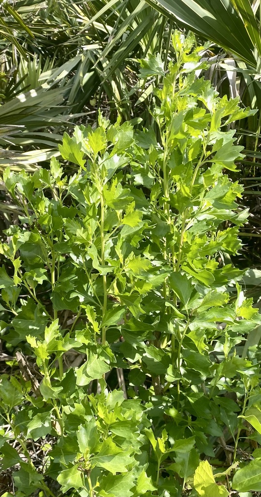 groundsel tree from Canaveral National Seashore, Oak Hill, FL, US on ...