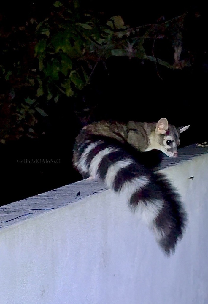 Ringtail from Haras Cdad. Ecológica, Pue., México on January 3, 2025 at ...