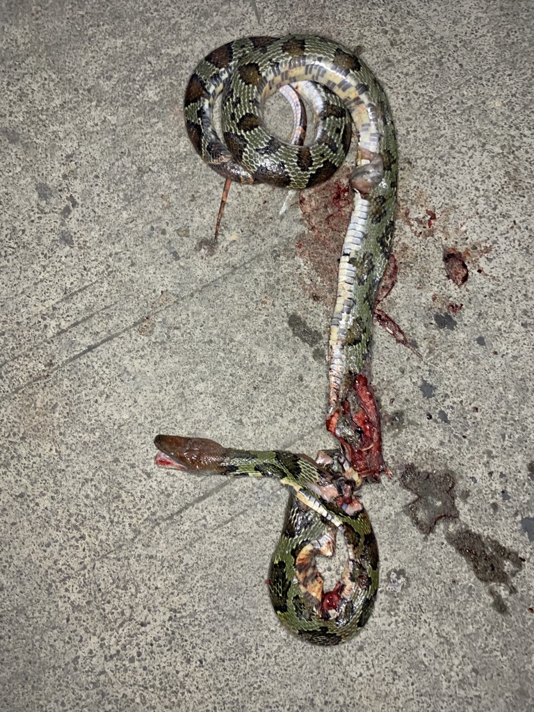 Flower Snake in January 2025 by zhangyujuan · iNaturalist