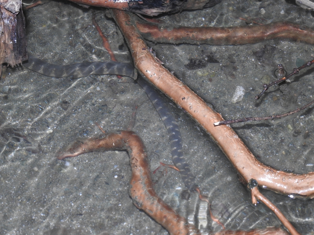 Little File Snake from RV9F+FPX Caramoan Nature Campsite, Caramoan ...