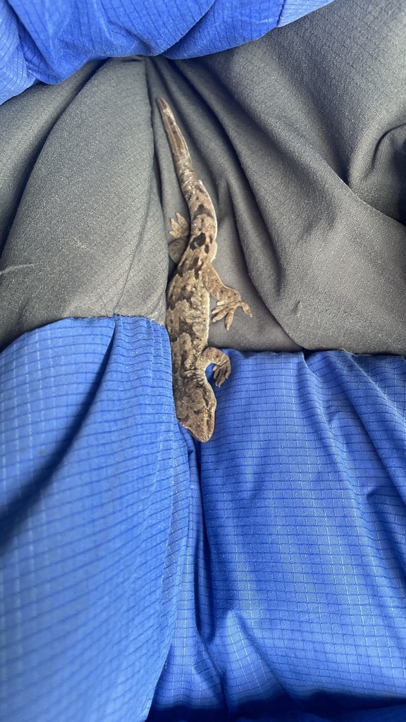 Waitaha Gecko in January 2025 by eosjess · iNaturalist NZ