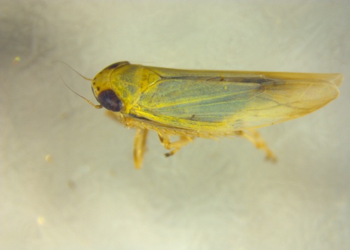 Mayawa facialis · iNaturalist