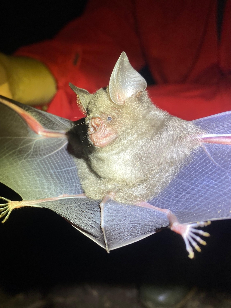 intermediate roundleaf bat from Tanjung Agung, Baturaja Barat, Ogan ...