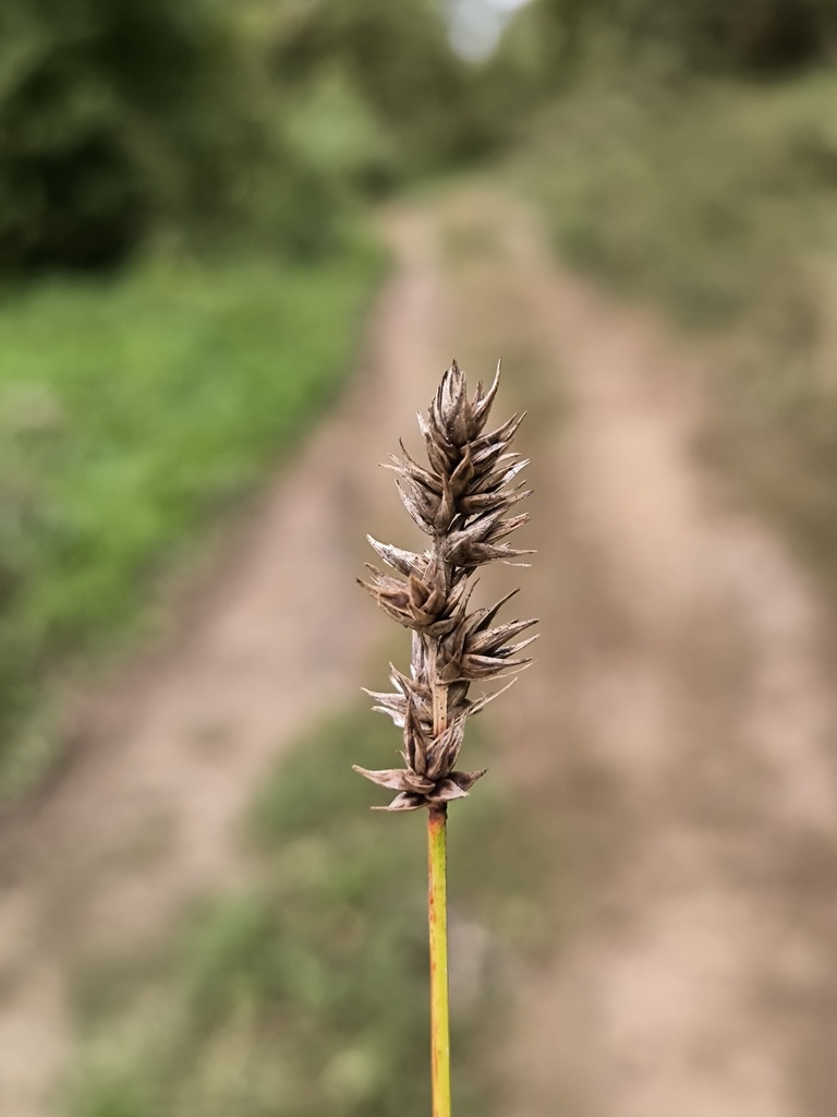 Spiked Sedge from Велегож - Поленово, Заокский р-н, Тульская обл ...