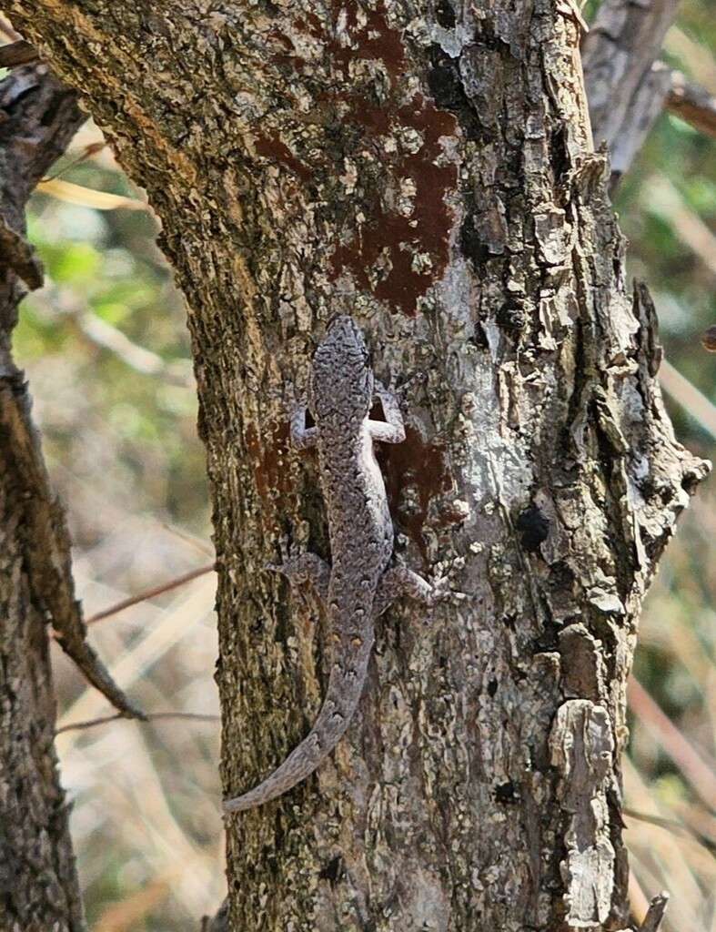 Typical Geckos from Ihosy, Madagascar on September 21, 2023 at 09:33 AM ...