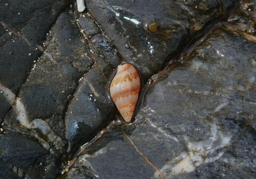 Pseudamycla dermestoidea from Arrawarra NSW 2456, Australia on January 10, 2025 at 09:26 AM by ...