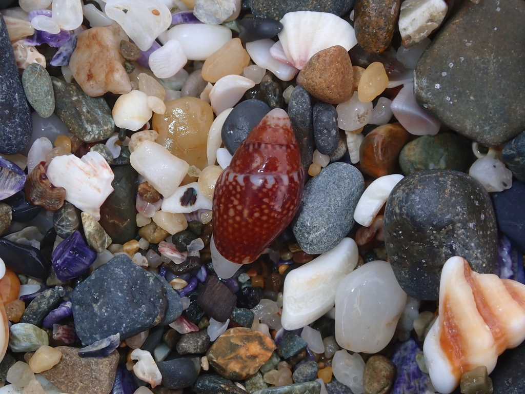 Tortoise Dove Shell from Arrawarra NSW 2456, Australia on January 10 ...
