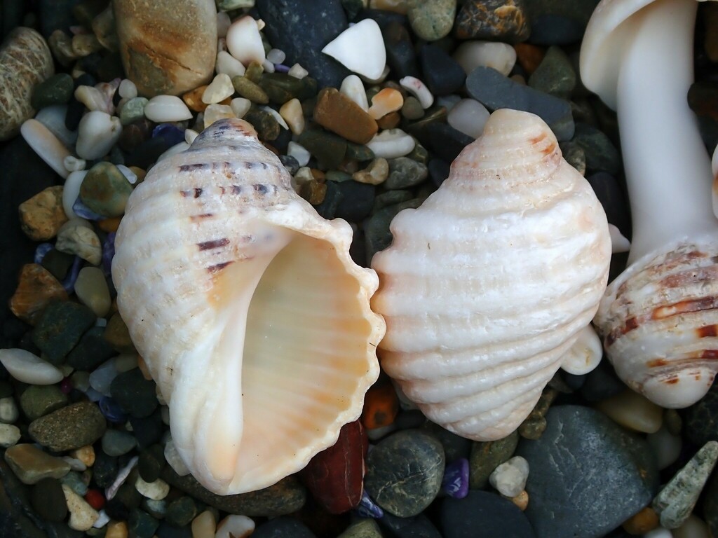 Cart-Rut Shell from Arrawarra NSW 2456, Australia on January 10, 2025 ...