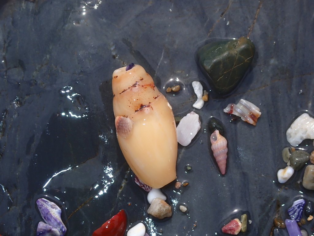 Quasimitra solida from Arrawarra NSW 2456, Australia on January 10, 2025 at 09:51 AM by Adrian ...