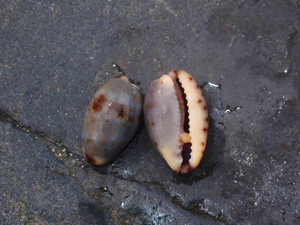 graceful cowrie from Arrawarra NSW 2456, Australia on January 10, 2025 ...