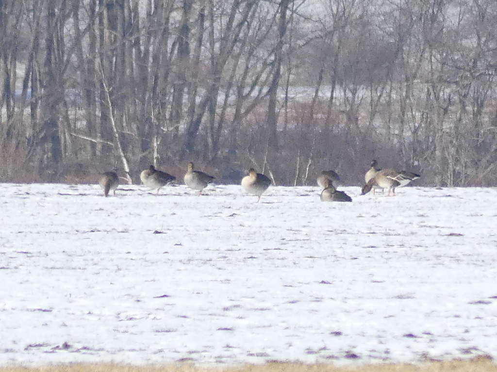 Grey Geese from 69-8 Mosetsuri, Tsurui, Akan District, Hokkaido 085 ...