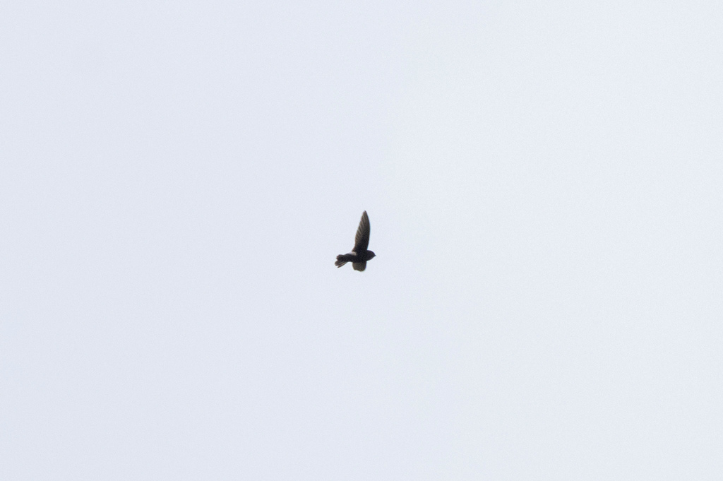 House Swift from 266台灣宜蘭縣三星鄉 on January 10, 2025 at 01:40 PM by Photo ...