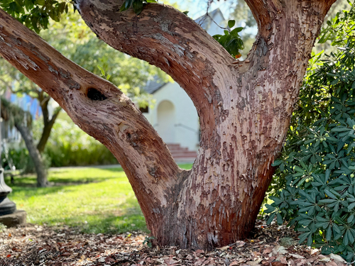 Rey's Strawberry Tree (Hybrid Arbutus × reyorum) · iNaturalist