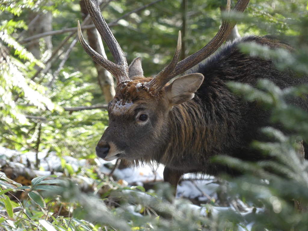 Hokkaido Sika Deer from Kushiro, Hokkaido, Japan on December 26, 2024 ...