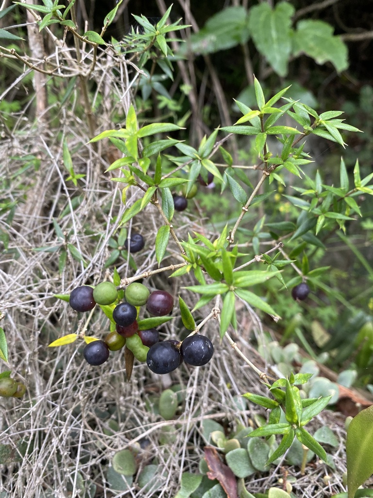 Chain Fruit from Bunya Mountains National Park, Bunya Mountains, QLD ...