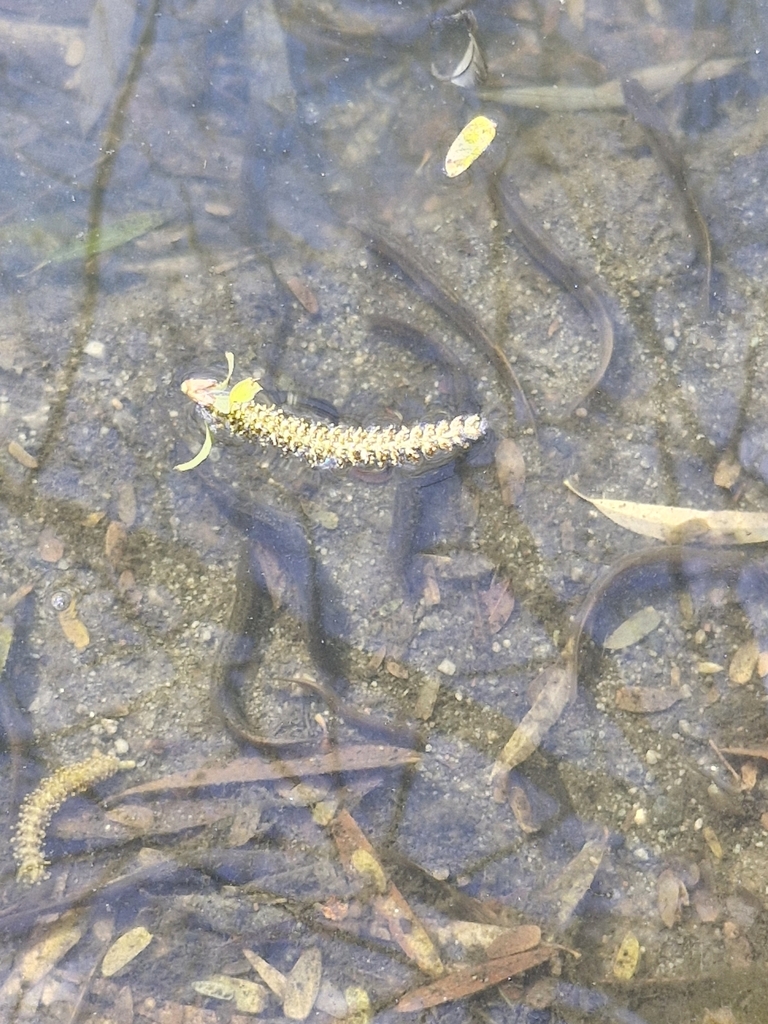 Oriental Weatherfish from Dali, China, 671004 on January 10, 2025 at 10 ...