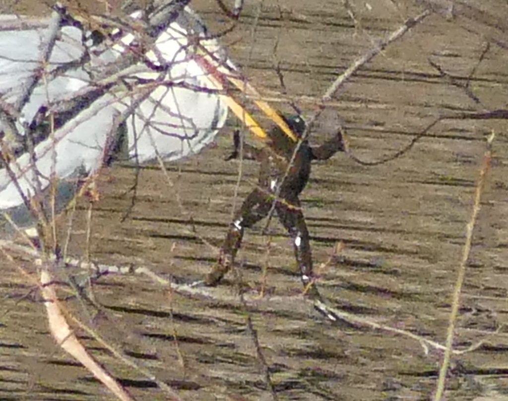 American Bullfrog from Tokai, Ota City, Tokyo 143-0001, Japan on ...