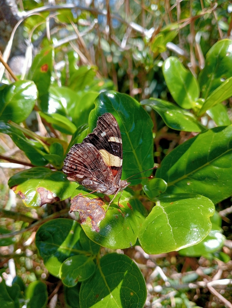 Yellow Admiral from Island Bay, Wellington 6023, New Zealand on January ...